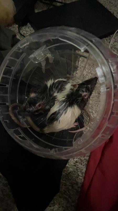 Rats For Sale | Live Pet Rats For Sale | Petco | Fancy Rats For Sale ...