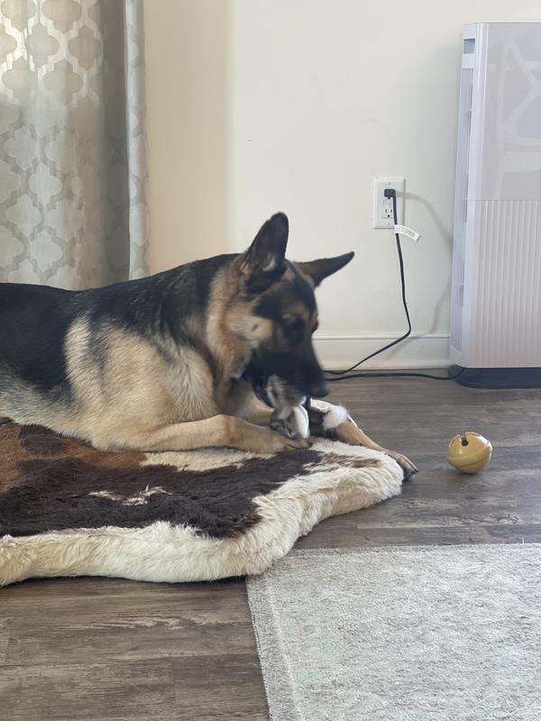 Leaps & Bounds Wildlife Rabbit Dog Toy, Small | Petco