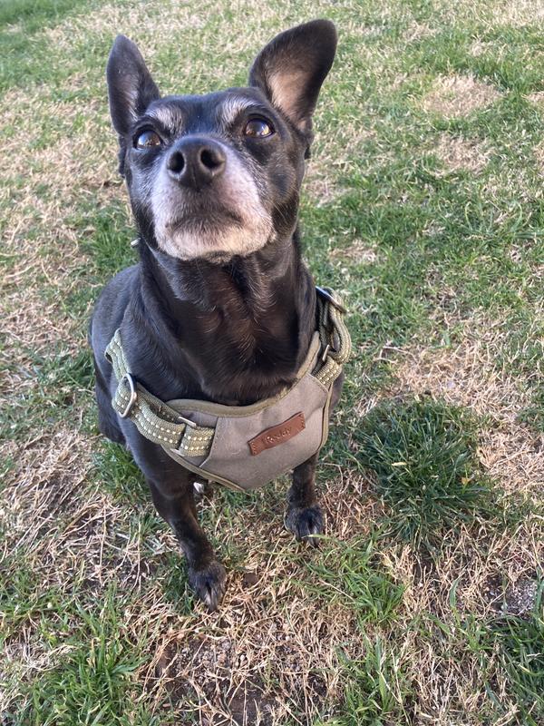 Reddy Olive Small Dog Harness, Small | Petco