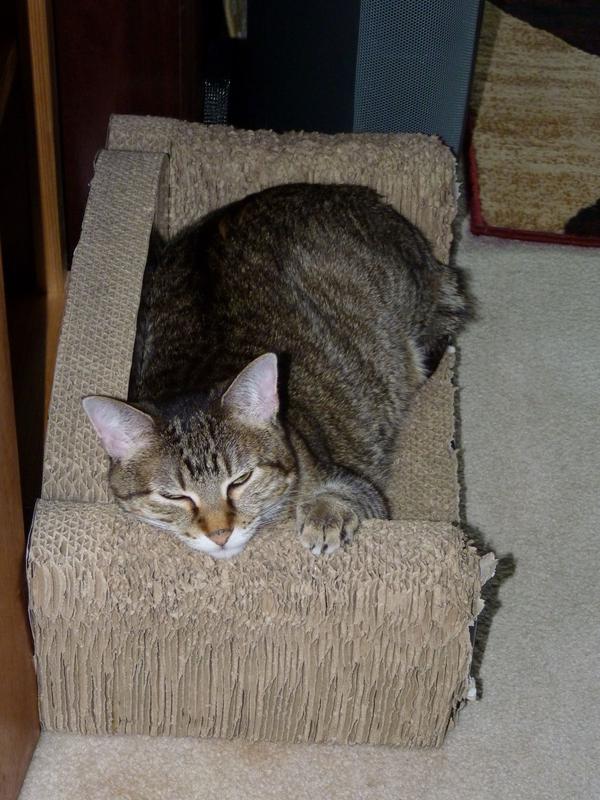 EveryYay Couch Cardboard Scratch for Cats, Plaid, 9" H | Petco