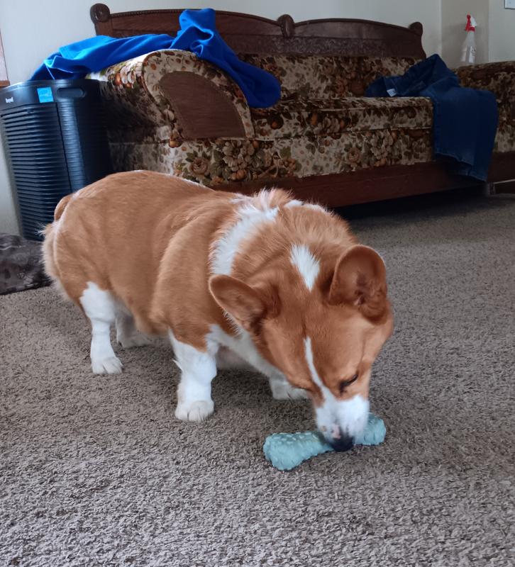 Leaps & Bounds Medium Dog Chew Toy, Pack of 2 | Petco