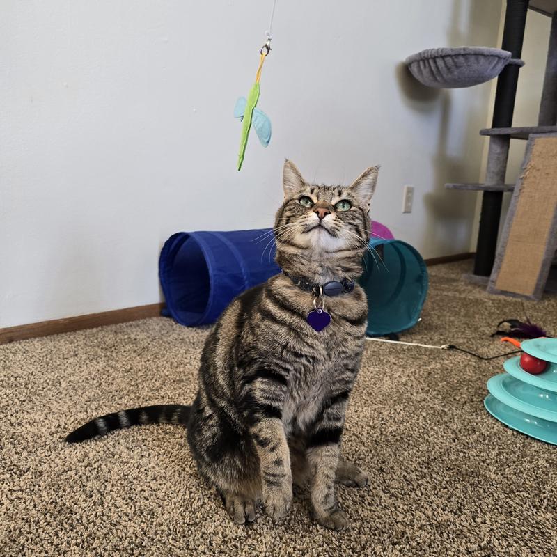 Leaps & Bounds Flinger-Style Dragonfly Cat Toy, X-Small | Petco