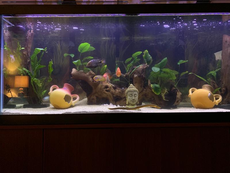 Imagitarium Nitrate Filter Media, 10" x 18" | Petco