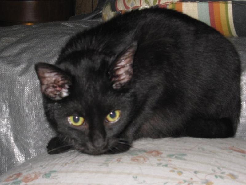 funny HD wallpapers, backgrounds - poze pisici hd