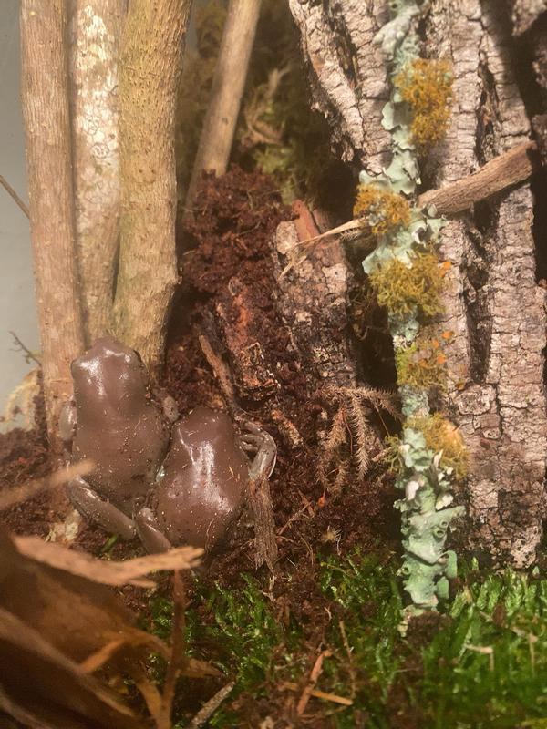 Petco Green Tree Frog - Lively & Eco-Friendly Pet