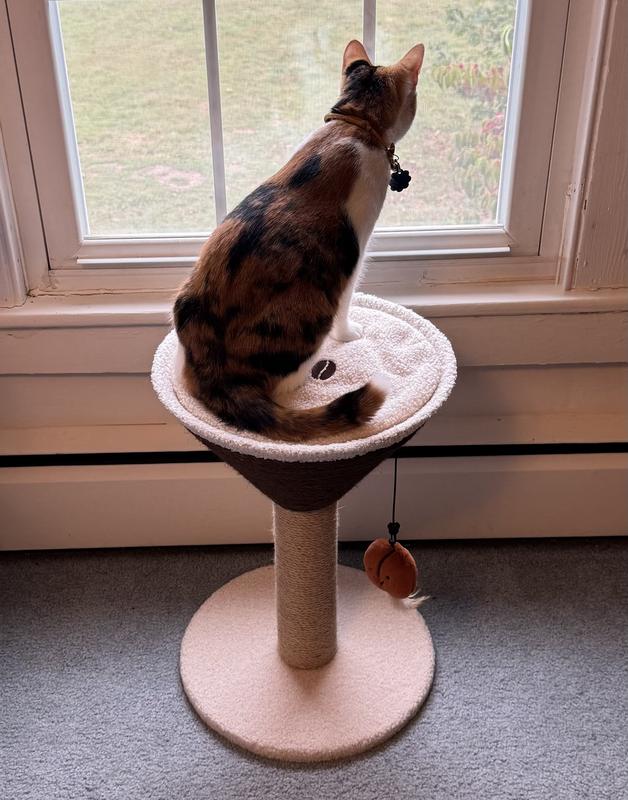 Max & Marlow Espresso Martini Cat Scratcher, 19.5" H | Petco