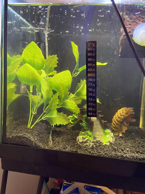 Midnight Betta For Sale - Male | Petco