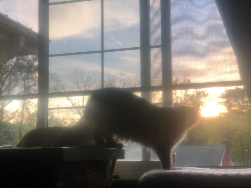 PetAg Cat-Sip Real Milk Treat, 8 fl. oz. | Petco