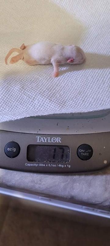 Frozen Pup Rat, Count of 10 | Petco