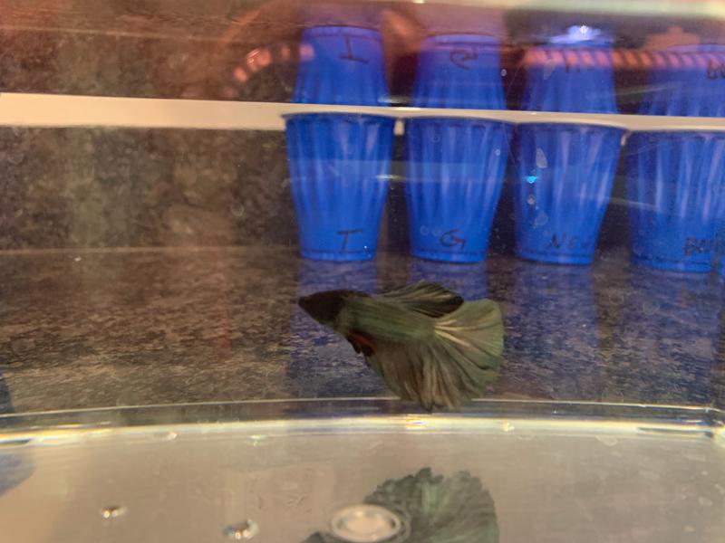 Male Copper Bettas for Sale: Order Online | Petco