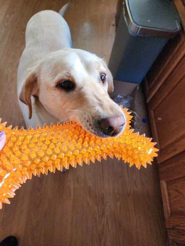Leaps & Bounds Spiny Bone Assorted Chew Toy for Dogs, Large | Petco