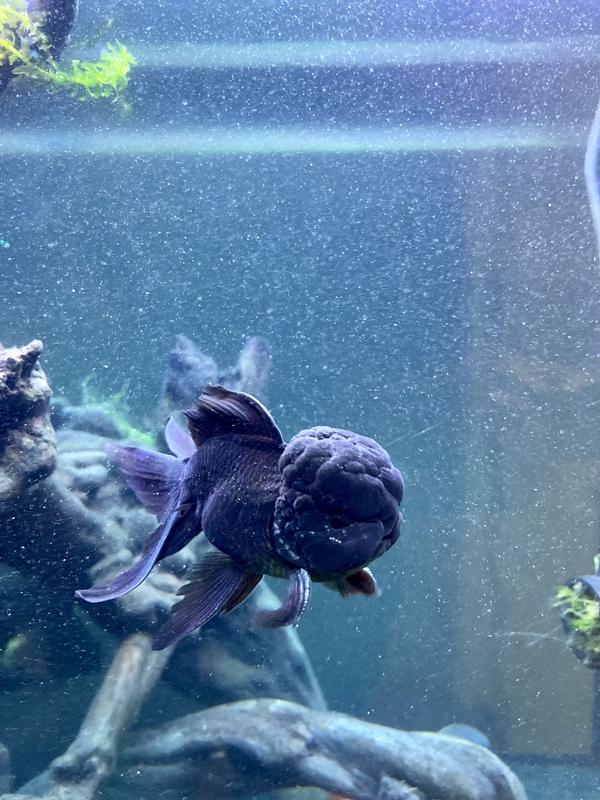 Black Oranda Goldfish For Sale - Medium | Petco