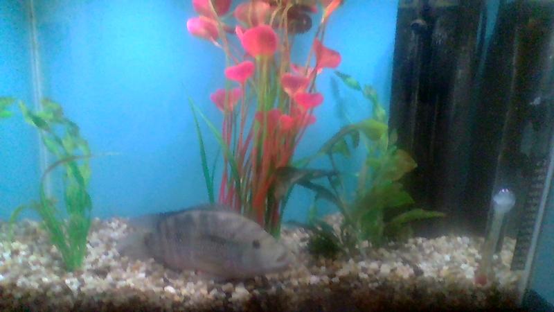 Petco Freshwater Fish: Jack Dempsey Cichlid with Vibrant Markings