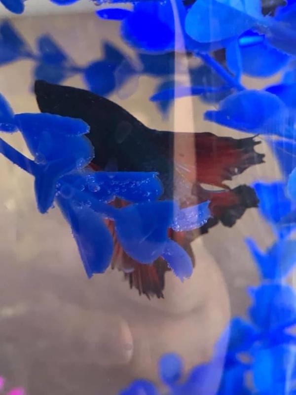Male Halfmoon Betta Fish | Siamese Fighting Fish - Extra Large | Petco