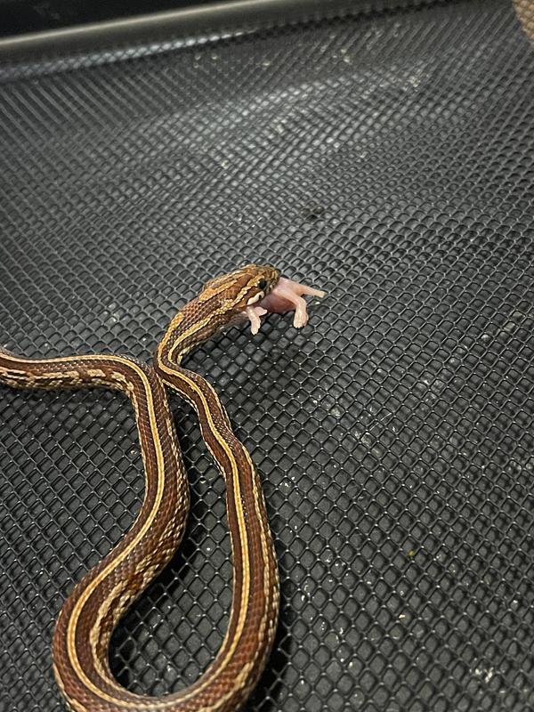 Frozen Pinkie Mouse, Large, Count of 50 | Petco