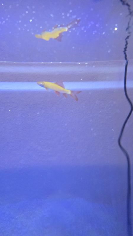 Cosmic Blue Shark For Sale | Petco