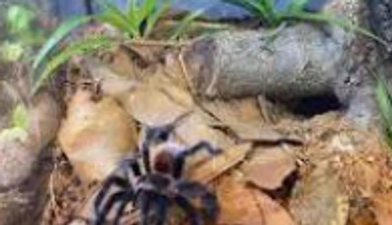Petco Diverse Tarantulas - Easy Care & Long Lifespan
