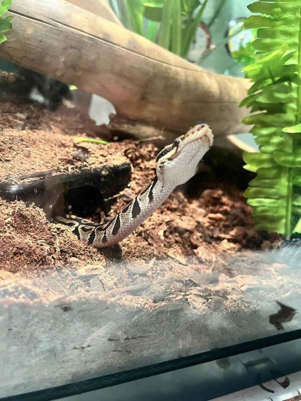 Ball Pythons for Sale | Python regius | Petco