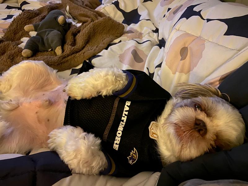 Pets First NFL AFC North Mesh Jersey For Dogs, X-Large, Cleveland ...