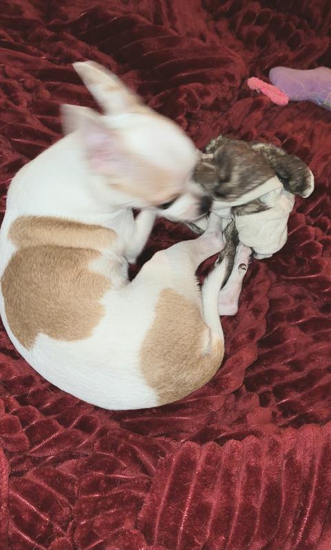 Leaps & Bounds Wildlife Rabbit Dog Toy, Small | Petco