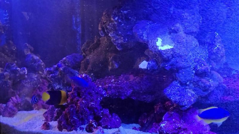 Petco Marine Bicolor Angelfish - Hardy & Colorful Fish