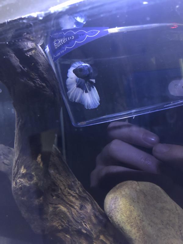 Male Butterfly Bettas for Sale: Order Online | Petco