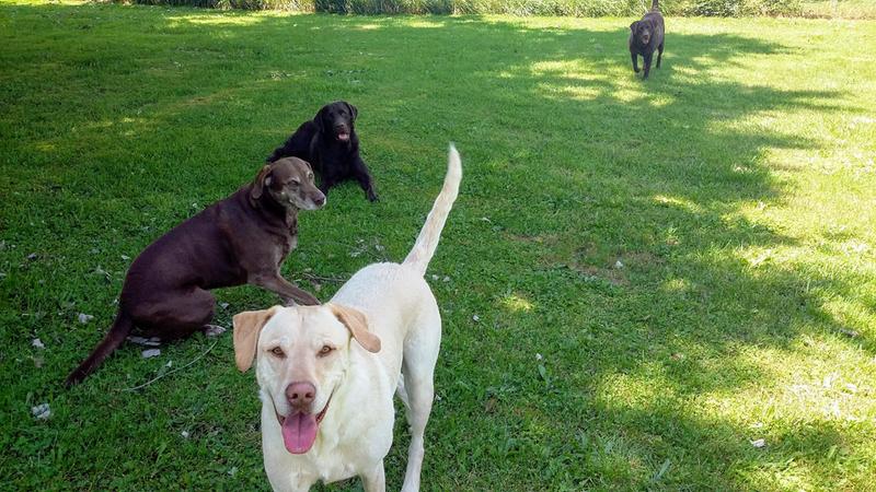 PetSafe Healthy Pet Water Filter, 2 pack | Petco