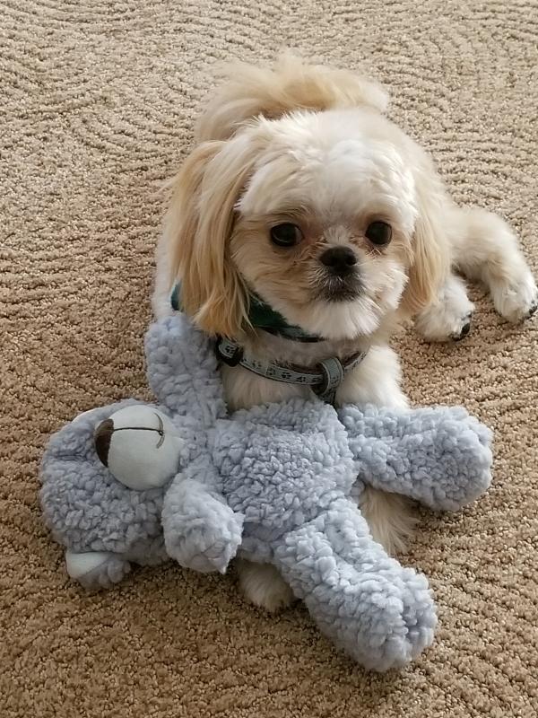 Multipet Aromadog Calming Bear Shaped Fleece Flattie Assorted Dog Toy ...