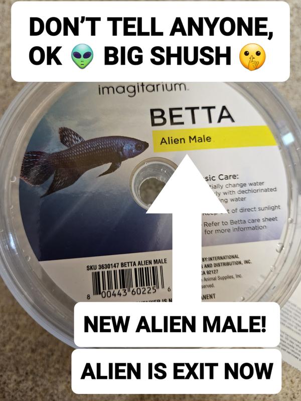 Imagitarium Green Alien Betta Fish: Easy-Care & Colorful