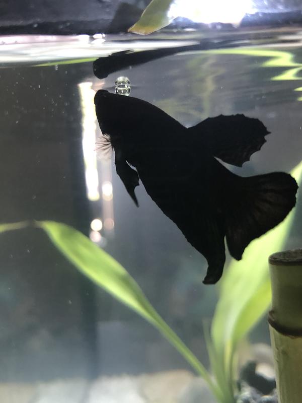 Midnight Betta For Sale - Male | Petco
