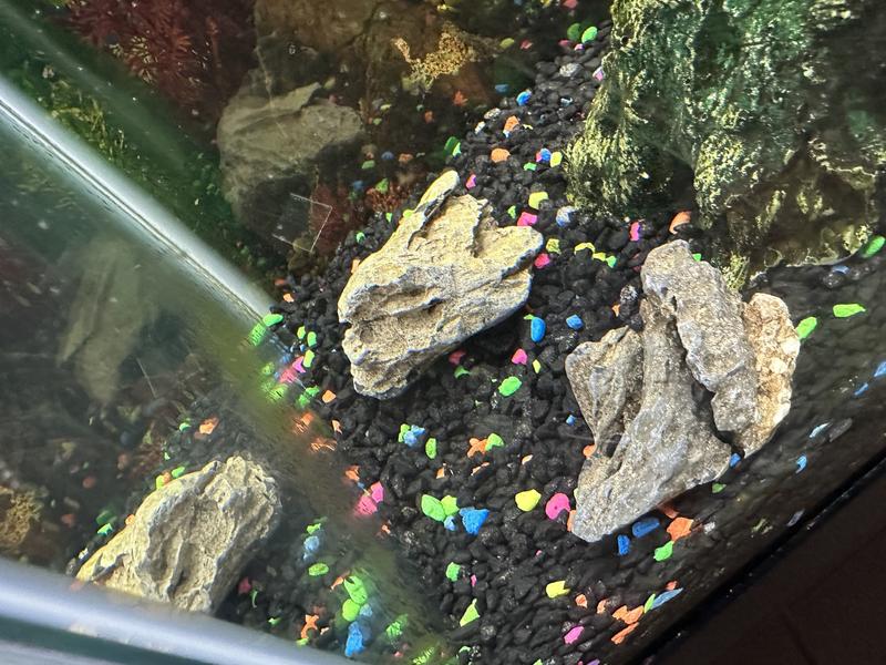 Imagitarium Aquatic Seiryu Rock Kit, 15 lbs. | Petco