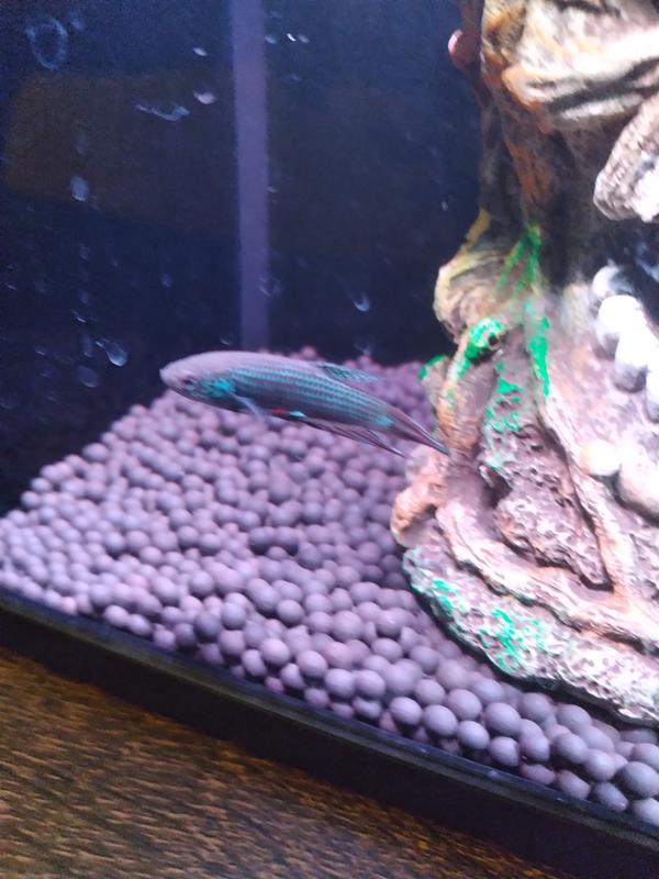 Alien Betta For Sale | Petco