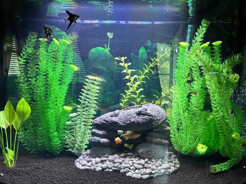 Fluval 307 Performance Canister Filter 120Vac, 60Hz | Petco