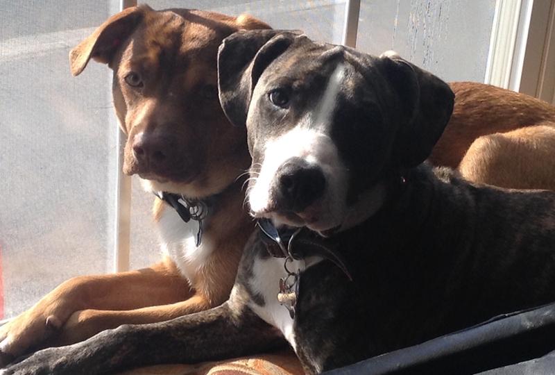 Quick-Tag Crystal Bone Personalized Engraved Pet ID Tag, Chrome w/Pink ...