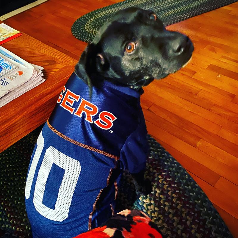 Pets First NCAA SEC Mesh Jersey for Dogs, Large, Georgia | Petco