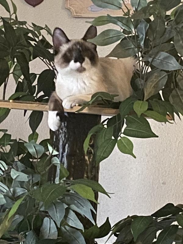 On2Pets Seasons Square Cat Tree, Plum, 60" H | Petco