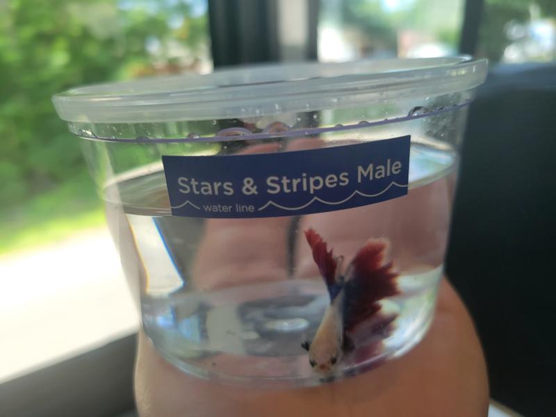 Imagitarium Male Stars & Stripes Betta Fish