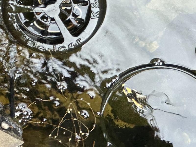 Mayan Butterfly Koi For Sale | Petco