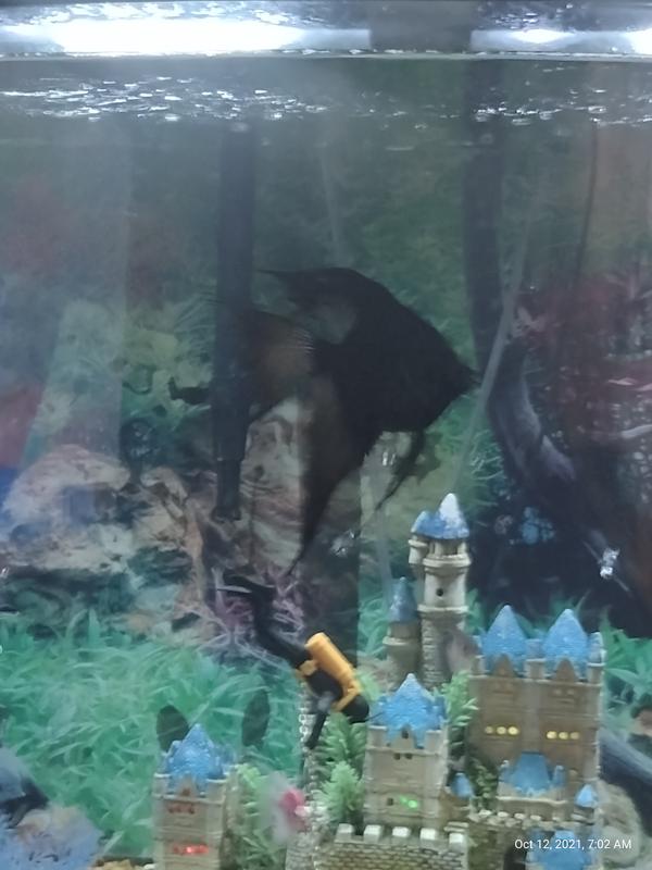 Panda Angelfish For Sale | Petco