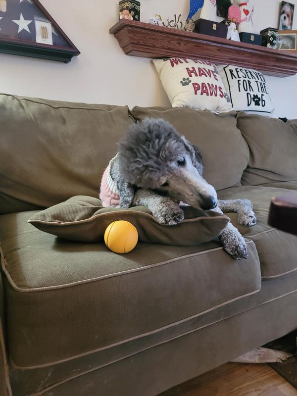 Leaps & Bounds Squeak Ball Assorted Dog Toy, X-Small | Petco