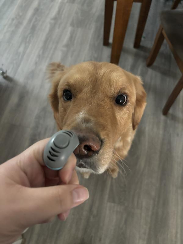 EveryYay Dog Training Clicker Ring, Small | Petco