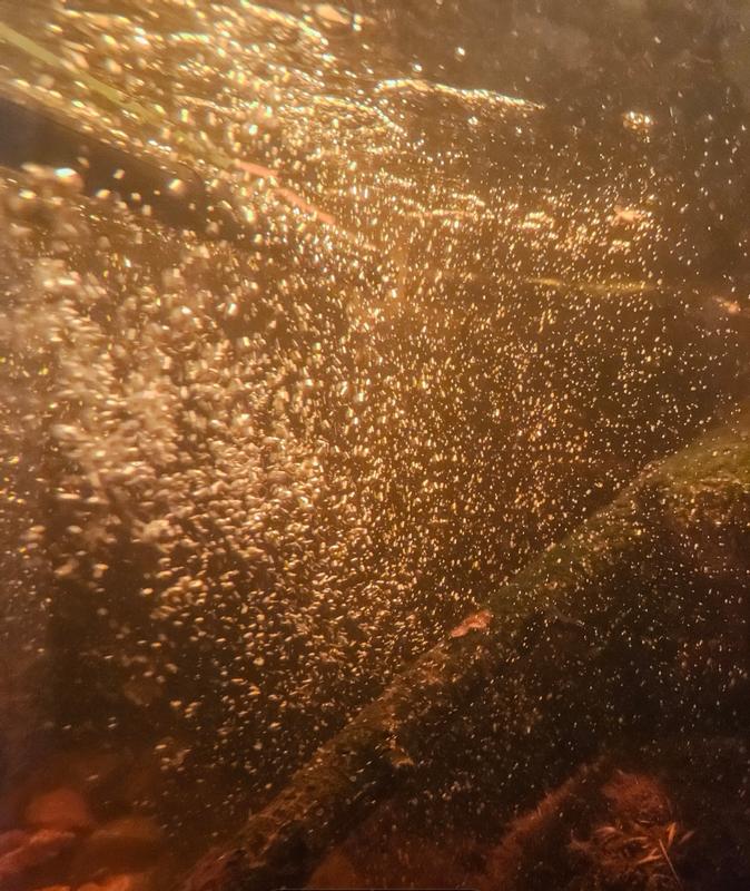 Zoo Med Turtle Clean 40 Replacment Filter Cartridge | Petco