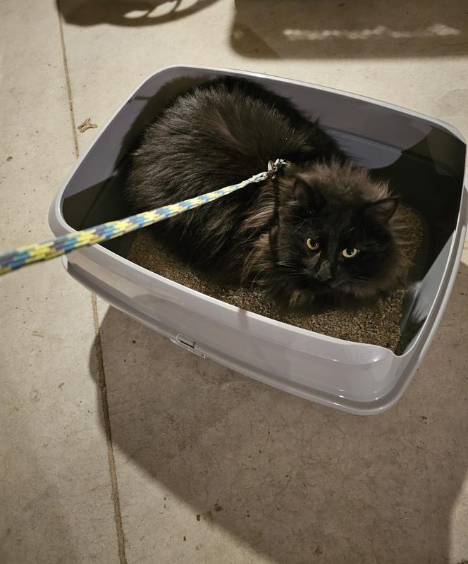 So Phresh Grey & White Lift-to-Sift Cat Litter Pan, X-Large, 22.4" L X ...