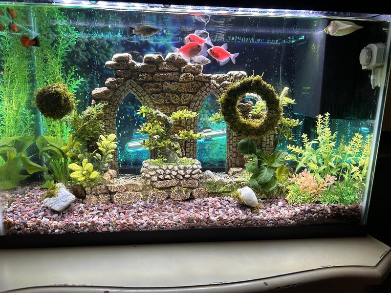 Floating Java Moss Ring For Sale | Petco