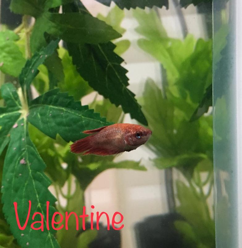 Red Female Veiltail Betta Fish for Sale: Order Online | Petco