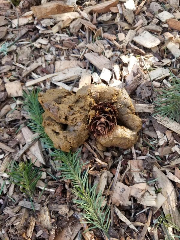 Dried Dog Poop | ppgbbe.intranet.biologia.ufrj.br