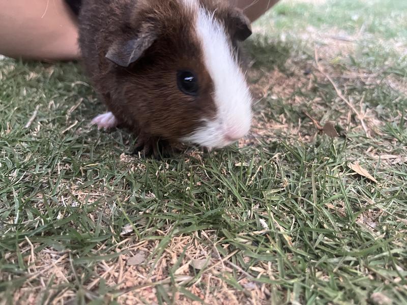 Guinea Pigs for Sale: Buy Live Guinea Pigs for Sale | Petco