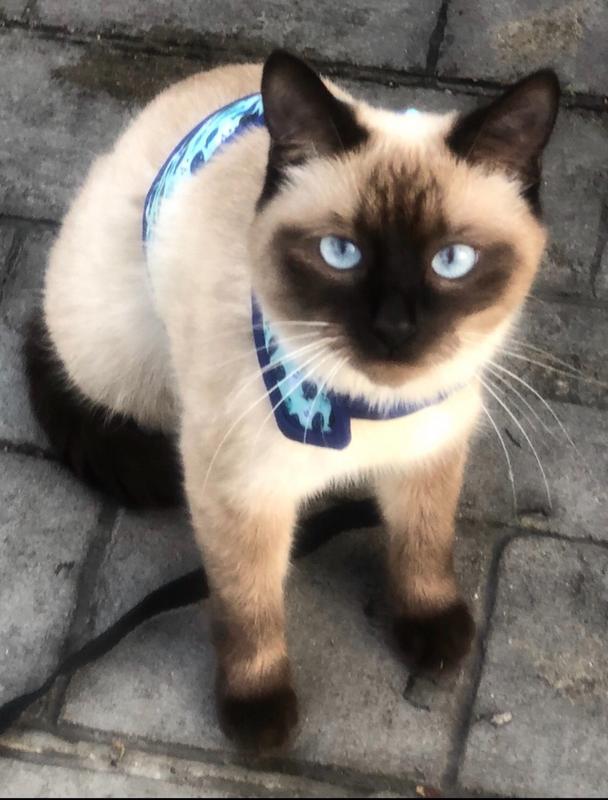 PetAg Cat-Sip Real Milk Treat, 8 fl. oz. | Petco