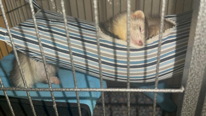 Ferrets for Sale: Live Pet Ferrets for Sale | Petco