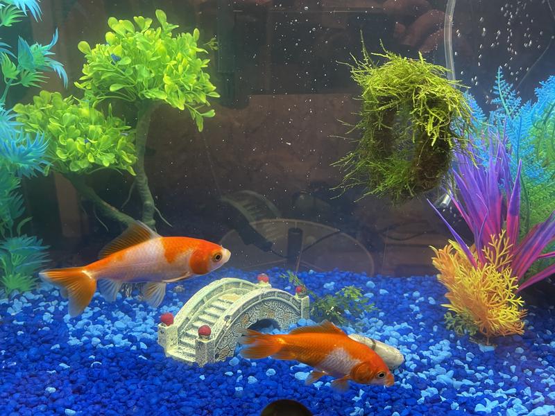 Floating Java Moss Ring For Sale | Petco